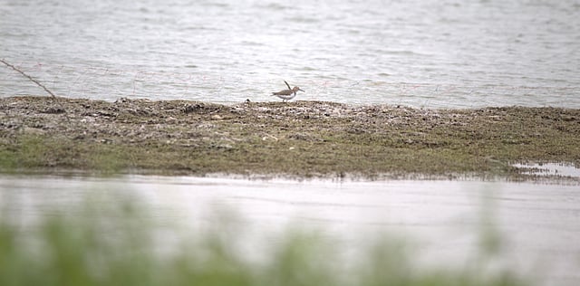 Birds in Achankulam facing threat due to poaching