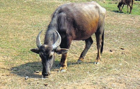 Manda buffalo of Odisha's Koraput gets national recognition