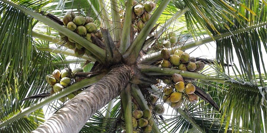 The rasa of success: A non-alcoholic and 100 per cent natural beverage