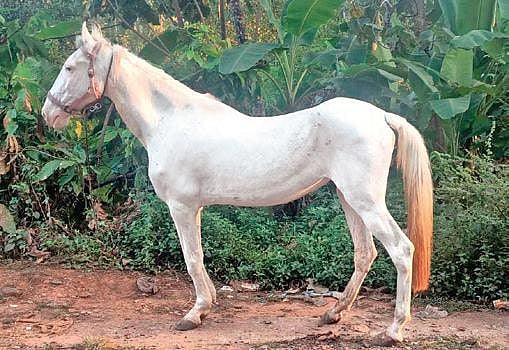 Horse in legal spot: Did it give birth or have miscarriage?
