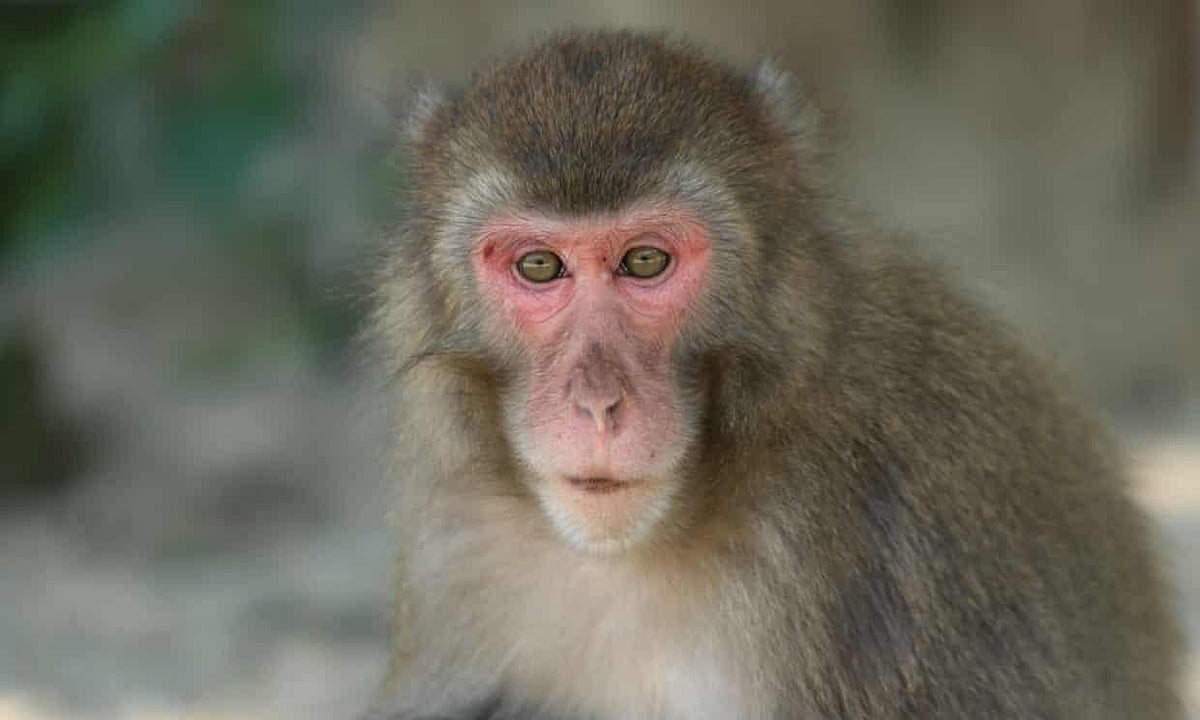 The reign of Japan's monkey queen under threat amid breeding season and ...