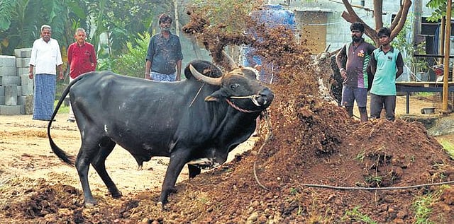 Amid new Covid restrictions, cattle owners seek nod for traditional ...