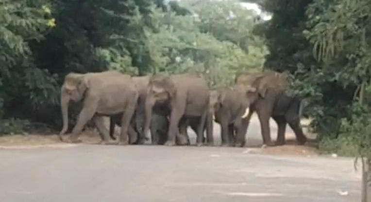 Herd of 8 elephants confines Bharathiar University students to hostel ...
