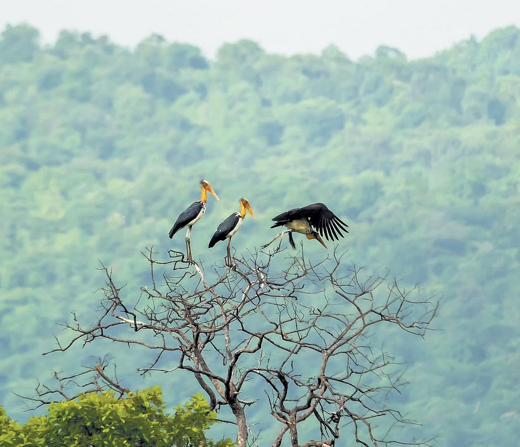Study throws light on Nallamala’s rich biodiversity in Nagarjunasagar ...