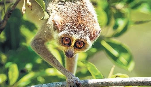 TN notifies India’s first slender loris sanctuary