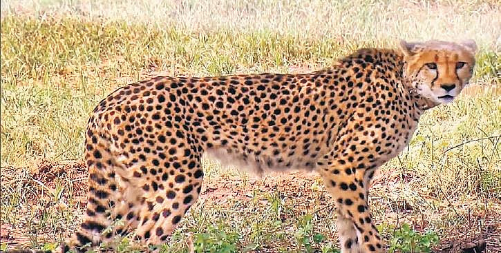 Namibia Cheetahs’ shifting to larger enclosures at Kuno National Park ...