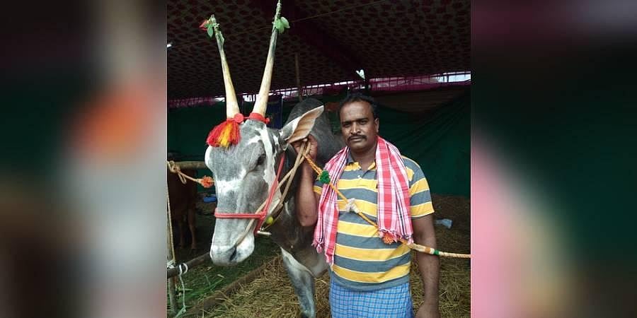 Star power of a bull