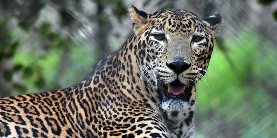 53 killed in attacks by tigers, leopards in Maharashtra's Chandrapur in 2022