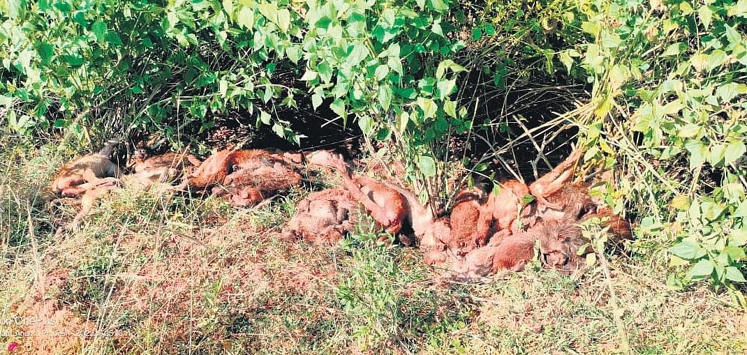 45 monkeys found dead in Srikakulam village, forest officials suspect ...