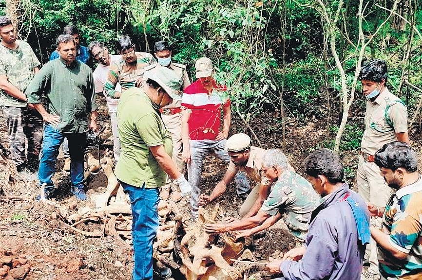 Two elephant deaths go unnoticed, fingers pointed at patrolling failure