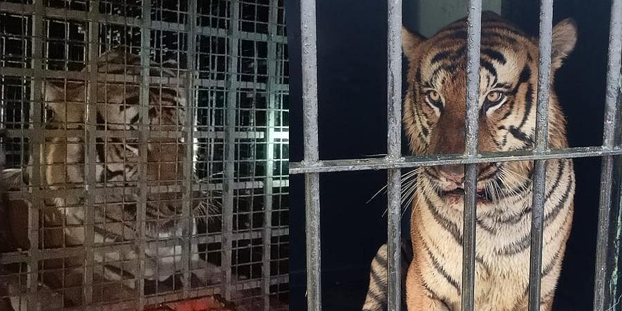 Meet terror of Cheeral: 10-year-old and ferocious