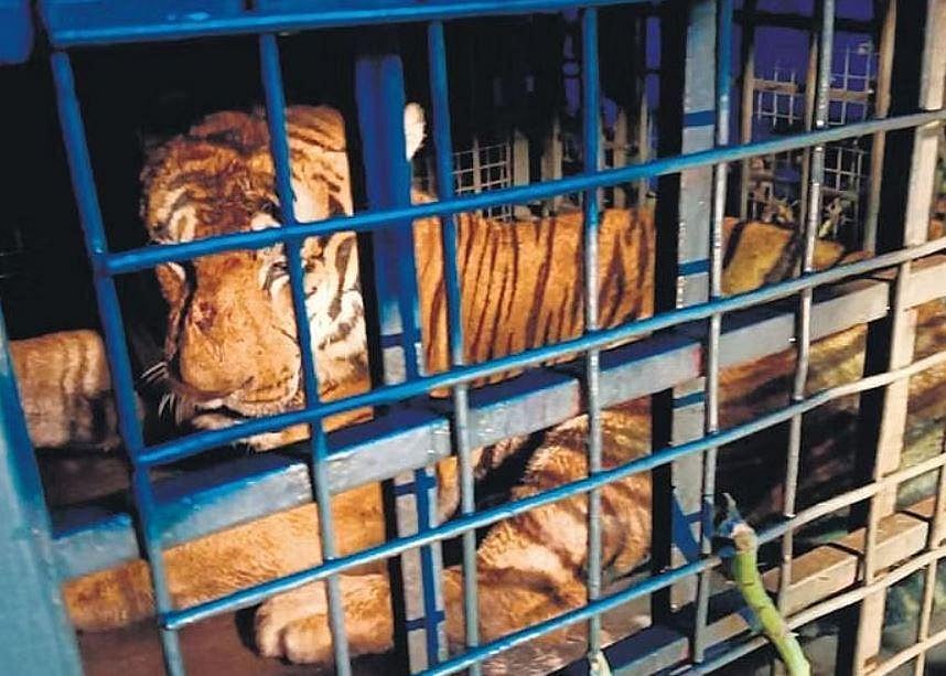 Tiger caught in Munnar partially blind, won’t be released in wild for now