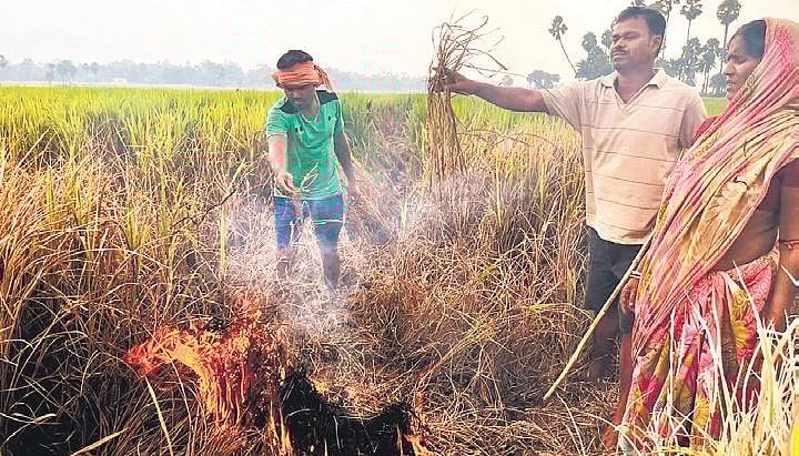 Hit by pest attack, farmers threaten self-immolation