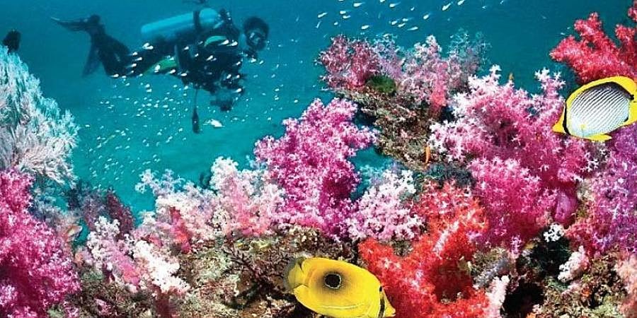 Finding Nemo in Andamans