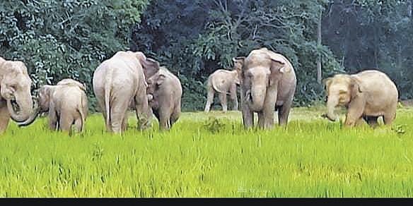 Herd of elephants damages crops in parts of Andhra Pradesh's Chittoor