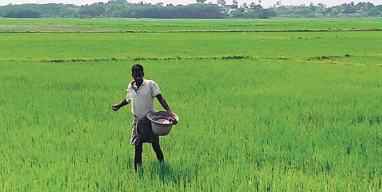Govt's paddy procurement up 9 per cent at 306 lakh tonnes so far this year