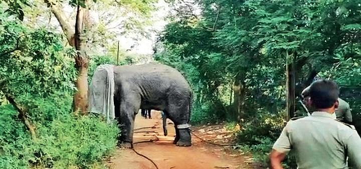 Elephant’s 100 km travail of relocation after Capital entry