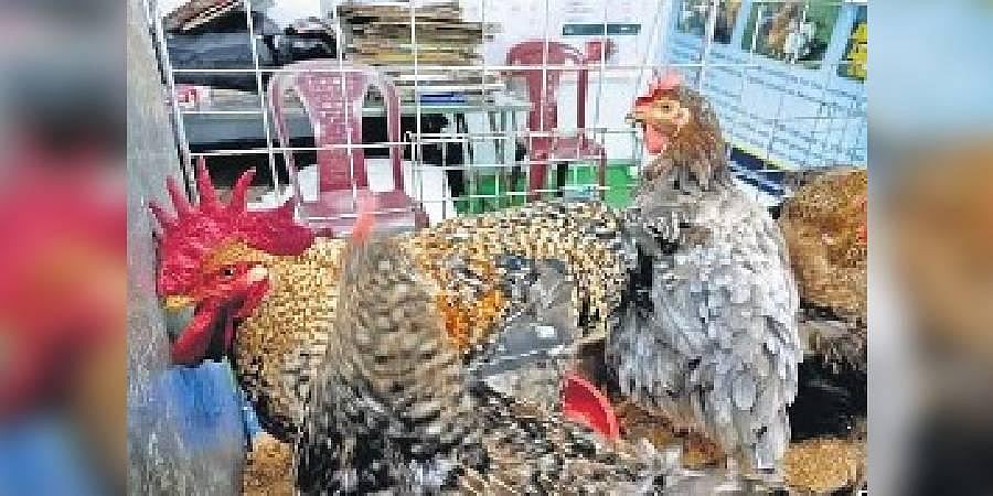Poultry sale at veterinary varsity campus back to pre-Covid levels in ...