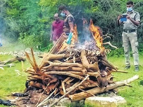 Tranquilised sloth bear released into Kalakad forest, dies