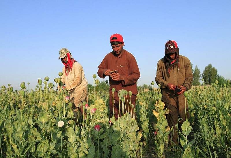 Afghan opium and drug yield, concerns India