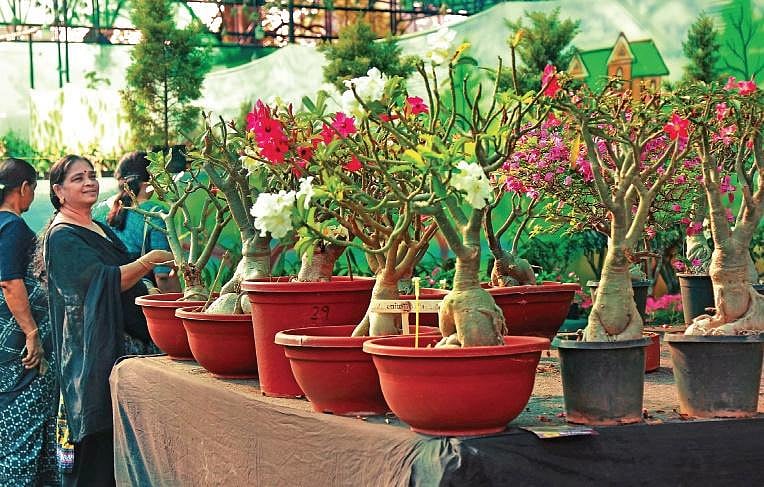 Flower show comes to Capital