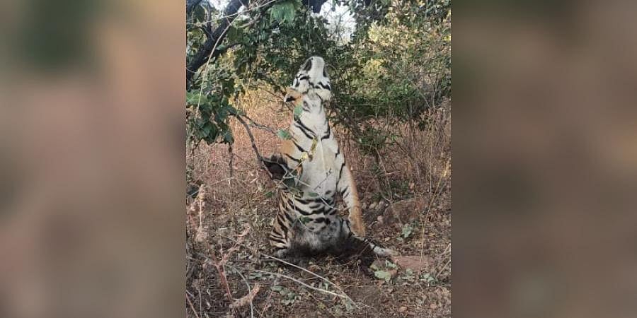 Tiger found hanging from tree trap in Madhya Pradesh