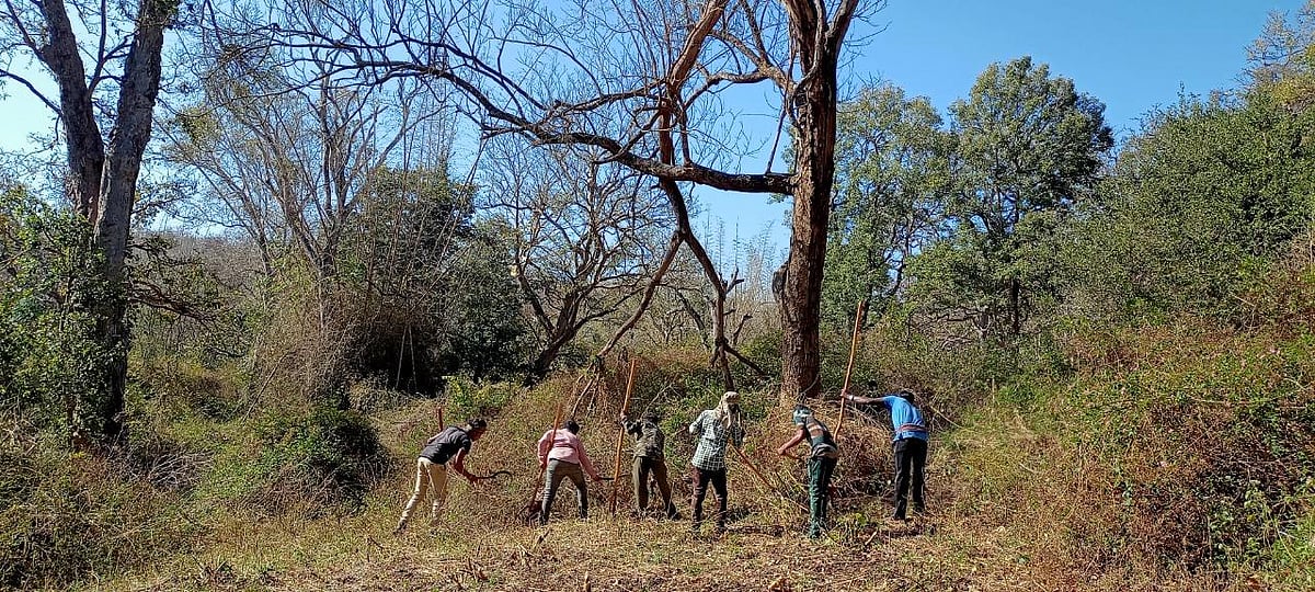6,000 tonnes of invasive species removed from Wayanad forest