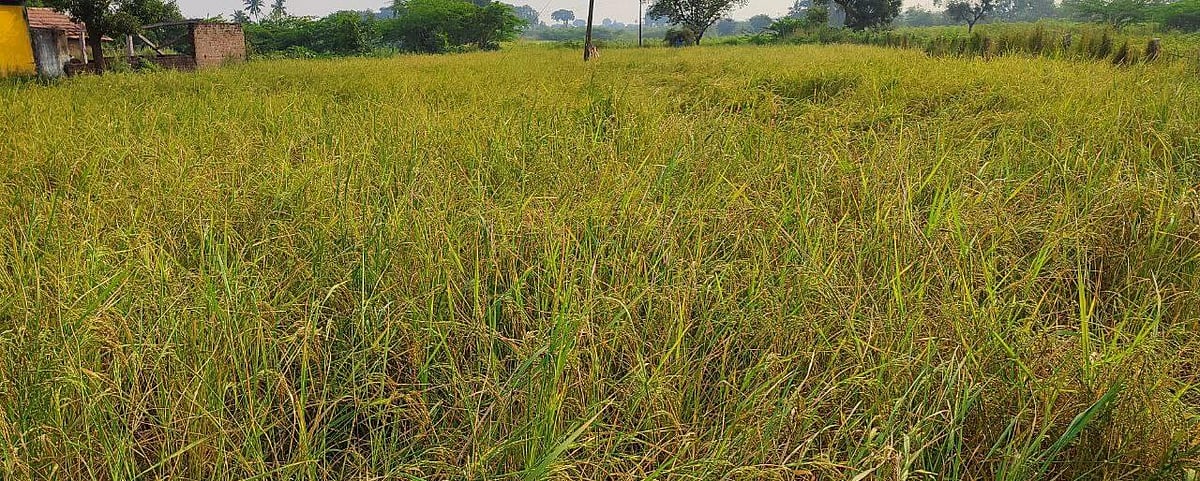 Tamil Nadu's Rs 33,000-crore agri budget roots for organic, millet farming