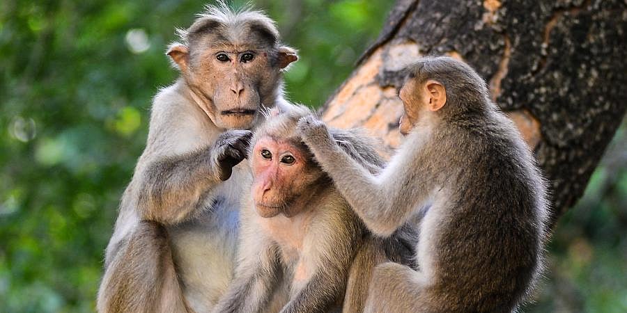 After tigers, 20 Bonnet Macaques found dead in Bandipur Tiger Reserve