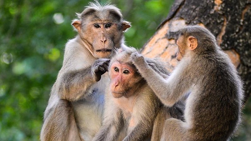 After tigers, 20 Bonnet Macaques found dead in Bandipur Tiger Reserve