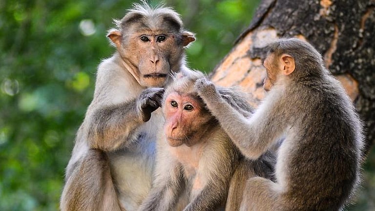 Nine monkeys found dead in Palode; forest department launches probe