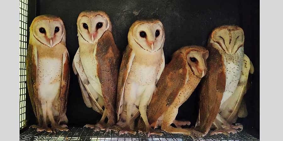 Four barn owls nursed to health in Coimbatore aviary set free