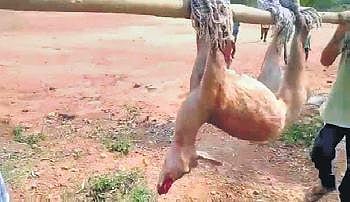 Chaitra Parab: Hunting video leaves Forest dept in spot