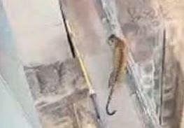 Leopard spotted at Pothireddypadu Head Regulator