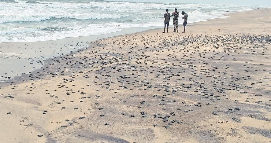 Millions of baby turtles make way to the sea at Gahirmatha