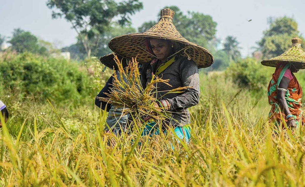 14 tribal blocks in Odisha comes under agriculture cluster scheme