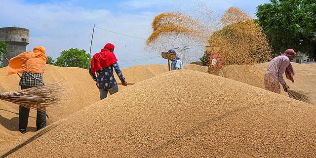 9.2 lakh tonne wheat sold in FCI's first auction to contain prices