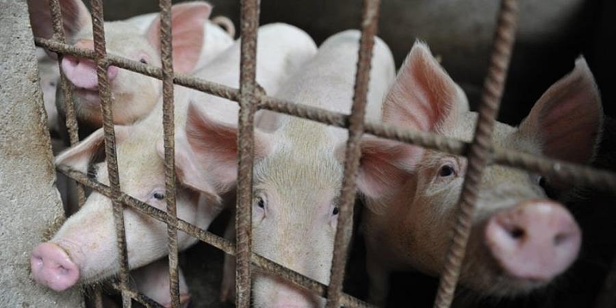 Disease amid native pigs leaves Korama families in lurch