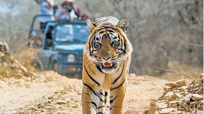 Tiger on prowl in South Kodagu