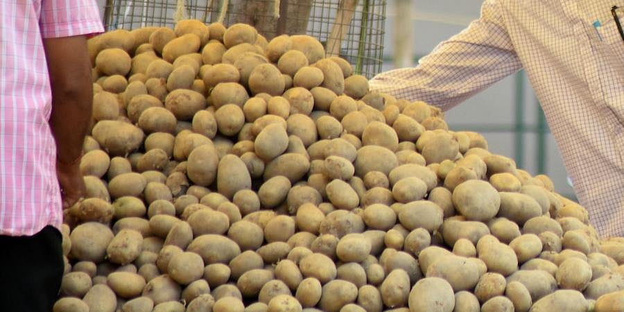 Potato bumper harvest turns nightmare for Odisha farmers