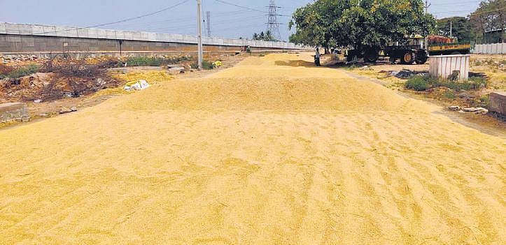 Paddy procurement starts, though belated; TN govt appoints special ...