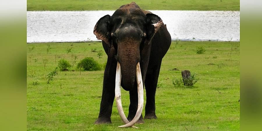 Tusker with longest tusks says goodbye