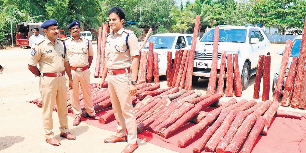 Red sanders logs worth Rs 3.5 crore seized in Andhra Pradesh's Chittoor