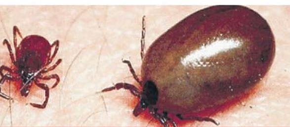 Mites spreading scrub typhus in urban settings too, shows data