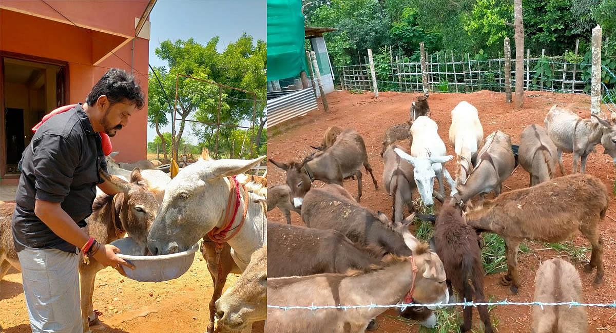 Karnataka man starts donkey farm, gets orders worth Rs 17 lakh for milk