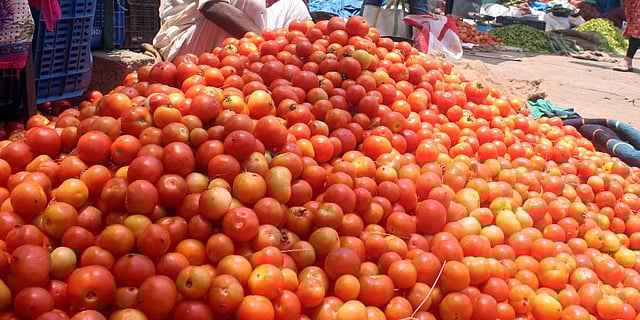 Govt brings value chain for tomato