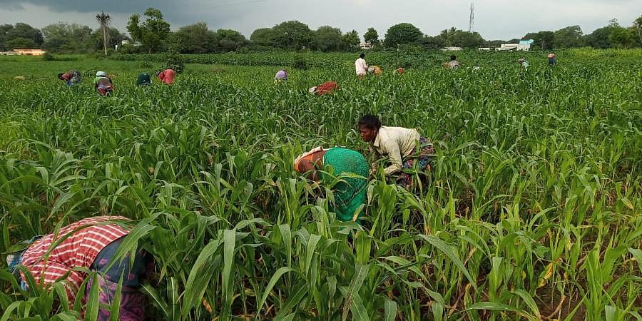 Implement millet project, farmers of TN's Perambalur district urge ...