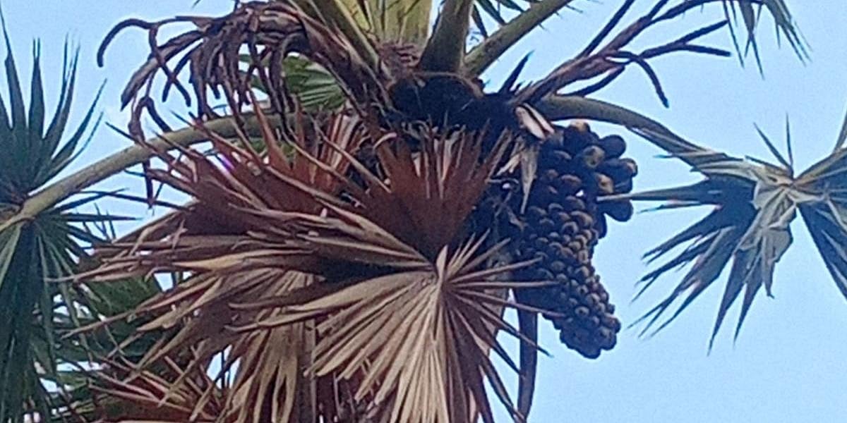 Rare palmyra tree in Thoothukudi springs a surprise for researchers