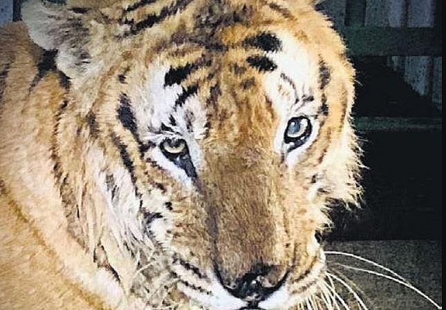 George - late tiger from Kerala is game now, making comeback to state