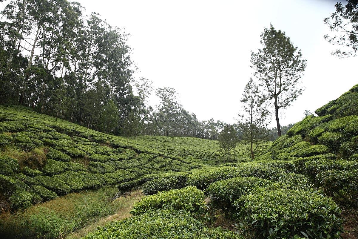 TANTEA loss stands at Rs 222 cr, rubber production drops